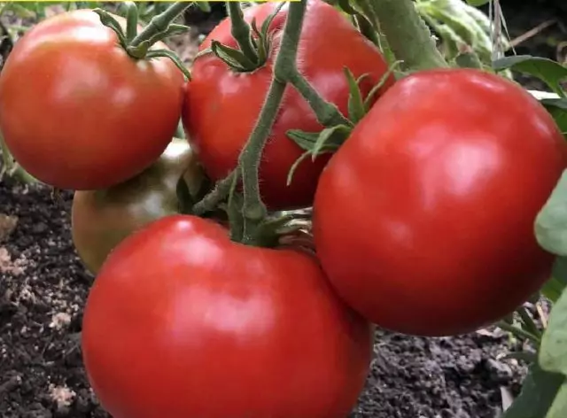 Tomato Frua amo: karakterizaĵoj kaj priskribo de la vario 13804_4