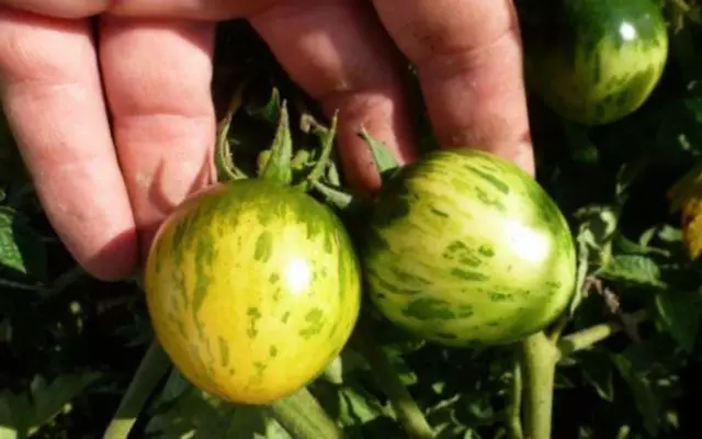 Hedfan Tomato Striped: adolygiadau, disgrifiad amrywiaeth, ffotograffau, nodweddion, cynnyrch 13818_3