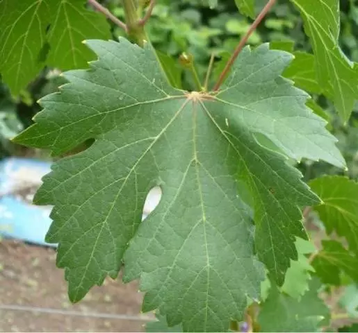 Uvas Zarya Nesvetaya: descrición da variedade, fotos, comentarios 13880_10