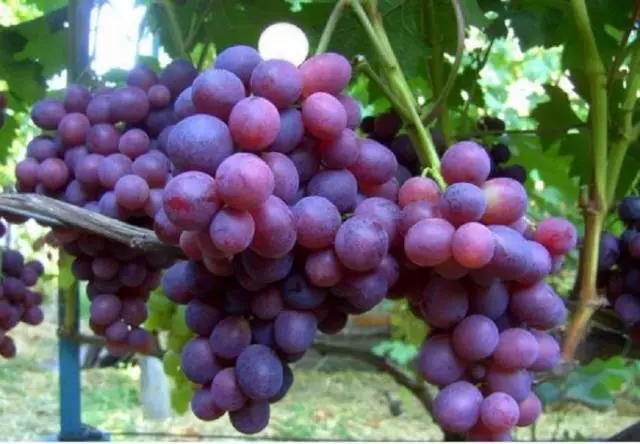 Grapes Zarya Nesvetaya: variety description, photos, reviews 13880_2