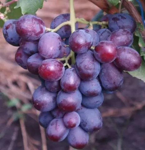 Grapes Zarya Nesvetaya: variety description, photos, reviews 13880_5