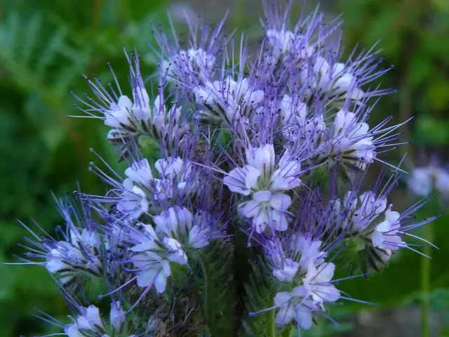 Phacelia որպես մեղրի գործարան մեղուների համար 13910_1