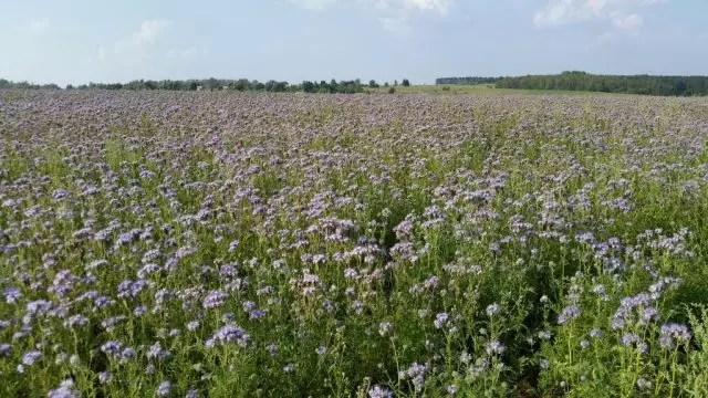 Phacelia njengesitshalo sezinyosi sezinyosi 13910_2