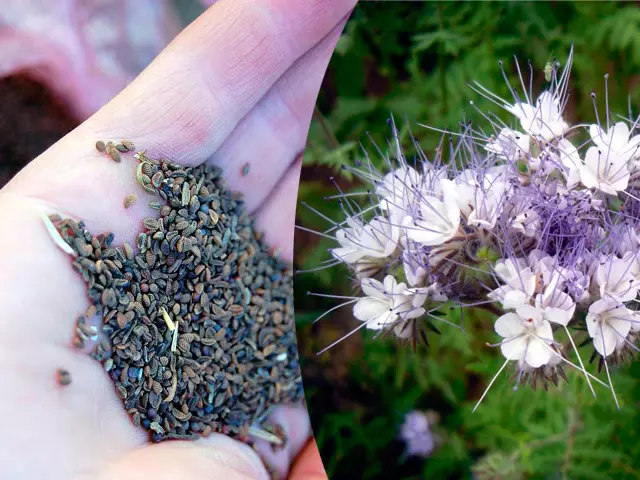 Phacelia որպես մեղրի գործարան մեղուների համար 13910_3