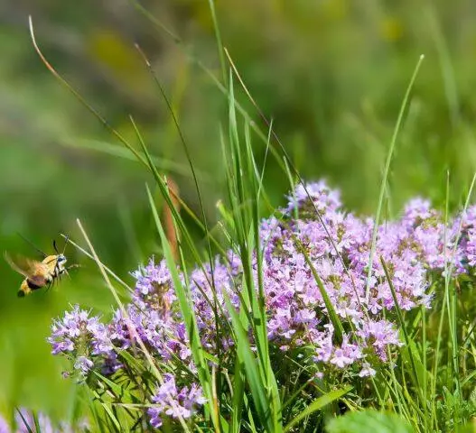 Thyme (thyme): kaddarorin magani, contraindications ga mata da maza, aikace -aikace, bita 1391_1