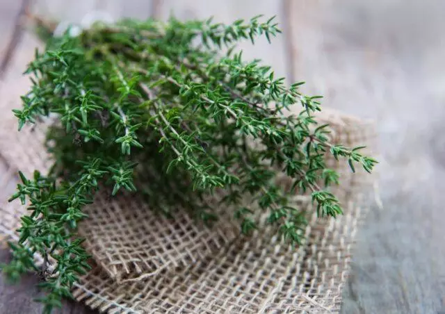 Thyme (thyme): دوائن جي خاصيتن ، عورتن ۽ مردن لاءِ contraindications ، درخواست ، جائزو 1391_4