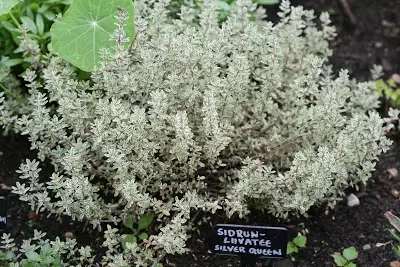 百里香（thyme）：它的樣子，植物的照片，它是什麼藥草，它在俄羅斯的生長方式和地點 1393_11