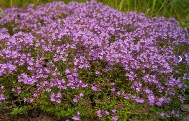 百里香（thyme）：它的樣子，植物的照片，它是什麼藥草，它在俄羅斯的生長方式和地點 1393_14