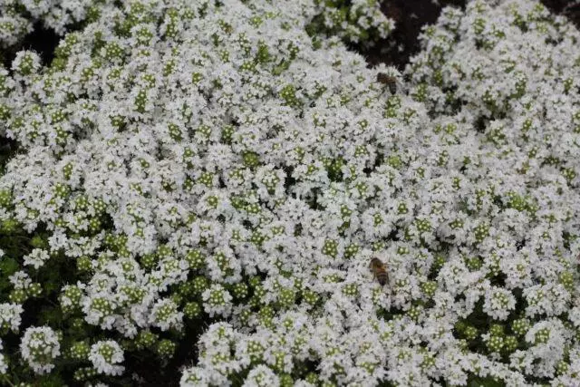 百里香（thyme）：它的樣子，植物的照片，它是什麼藥草，它在俄羅斯的生長方式和地點 1393_15