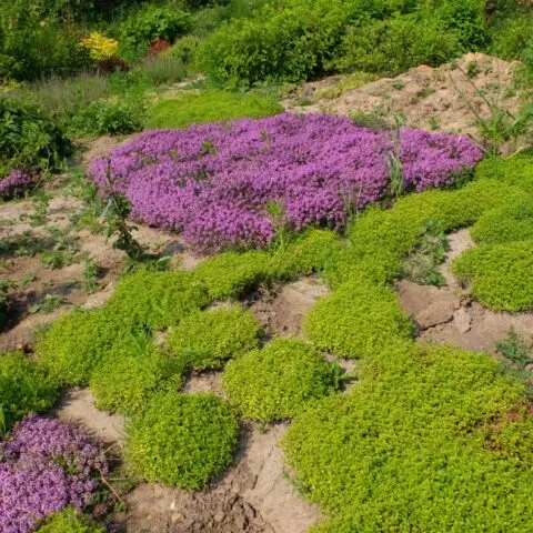 آویشن (آویشن): به نظر می رسد ، عکس یک گیاه ، چه نوع گیاهی است ، چگونه و کجا در روسیه رشد می کند 1393_2