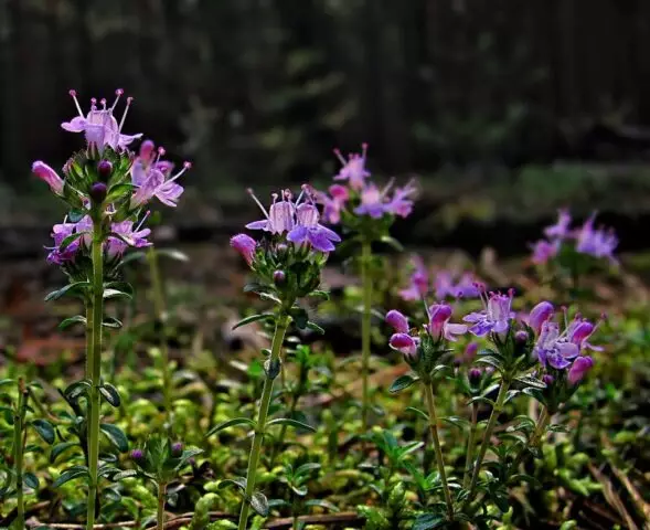 百里香（thyme）：它的樣子，植物的照片，它是什麼藥草，它在俄羅斯的生長方式和地點 1393_21