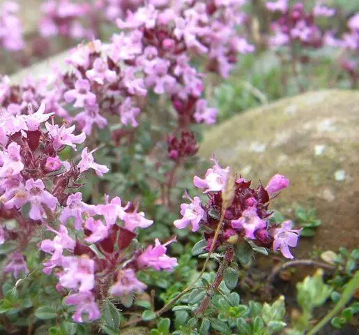 百里香（thyme）：它的樣子，植物的照片，它是什麼藥草，它在俄羅斯的生長方式和地點 1393_5