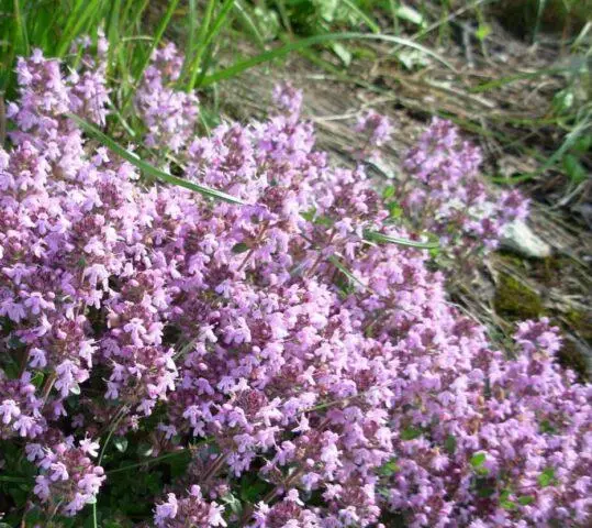 百里香（thyme）：它的樣子，植物的照片，它是什麼藥草，它在俄羅斯的生長方式和地點 1393_6