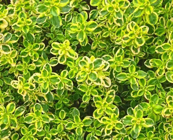 百里香（thyme）：它的樣子，植物的照片，它是什麼藥草，它在俄羅斯的生長方式和地點 1393_7