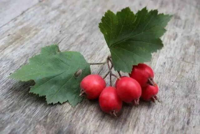 Rosehip da hawthorn: yadda suke bambanta, hoto 1397_2