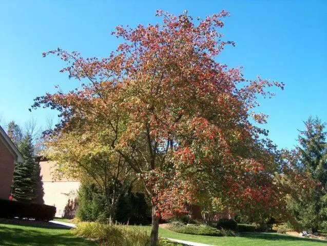 Rosa canina e biancospino: come si differenziano, foto 1397_3