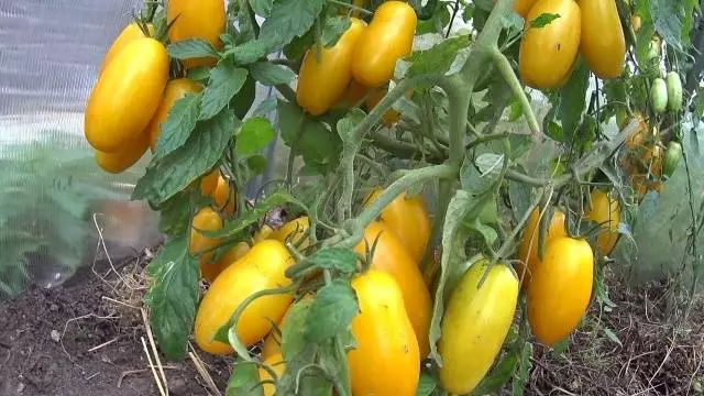 Mga binti ng Saging ng Tomato: mga pagsusuri, larawan, ani 1398_7