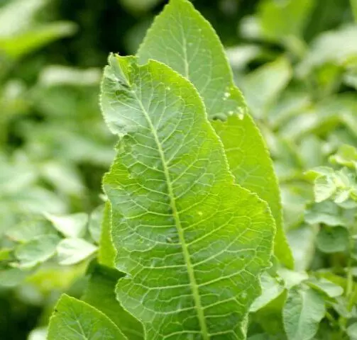 Plante pepperrot om høsten: når og hvordan å plante en rot i hagen 1404_2