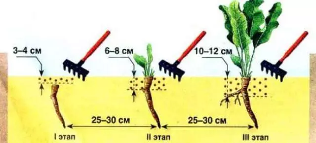 Kudzala horseradish mu kugwa: liti komanso momwe mungabzalidwe muzu m'munda 1404_3