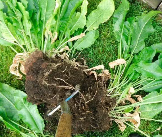 Quando scavare il rafano in autunno in giardino: per la raccolta per l'inverno, cucinare il rafano 1406_2