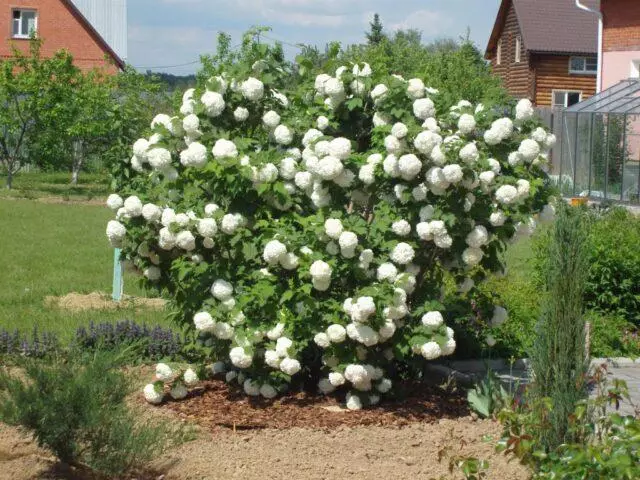 Kalina Buldenezh: description, size and height of the bush, how quickly it grows, when it blooms, how to plant, care 1411_1