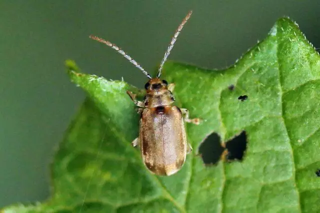 Kalina Buldenezh: kev piav qhia, qhov loj thiab qhov siab ntawm lub hav txwv yeem, nws loj hlob sai npaum li cas, thaum nws tawg paj, yuav cog li cas, saib xyuas 1411_11