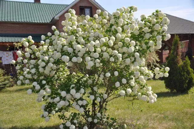 Kalina Buldenezh: description, size and height of the bush, how quickly it grows, when it blooms, how to plant, care 1411_3