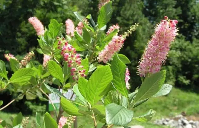 Alder cage (Сlethra alnifolia): mga larawan at paglalarawan ng mga pagkakaiba-iba, pagsusuri, pagtatanim at pangangalaga sa bukas na bukid, lumalaki, pagpaparami 14122_2