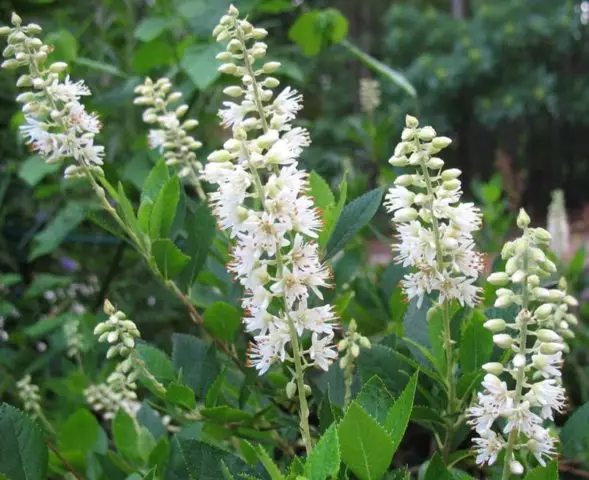 Alder cage (Сlethra alnifolia): φωτογραφίες και περιγραφές ποικιλιών, κριτικές, φύτευση και φροντίδα σε ανοιχτό χωράφι, καλλιέργεια, αναπαραγωγή 14122_3