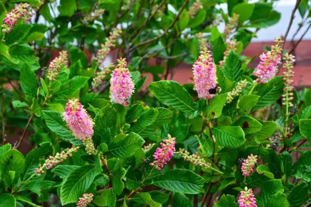 Alder cage (Сlethra alnifolia): φωτογραφίες και περιγραφές ποικιλιών, κριτικές, φύτευση και φροντίδα σε ανοιχτό χωράφι, καλλιέργεια, αναπαραγωγή 14122_4