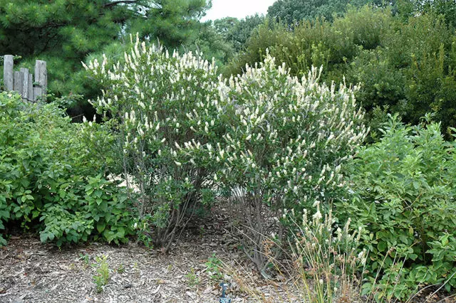 I-Alder cage (Сlethra alnifolia): iifoto kunye neenkcazo zeentlobo, uphononongo, ukutyala kunye nokunyamekela endle, ukukhula, ukuzala 14122_5