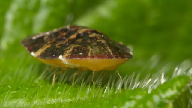 Kletka jelše (Slethra alnifolia): fotografije in opisi sort, pregledi, sajenje in oskrba na prostem, gojenje, razmnoževanje 14122_8