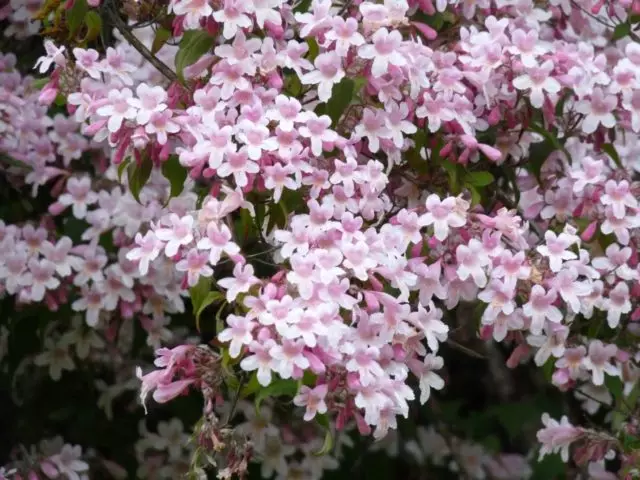 Kolkwitzia adorable (agradable, maravilloso, Kolkwitzia amabilis): plantación y cuidado en campo abierto, en la región de Moscú, reproducción, poda 14123_1