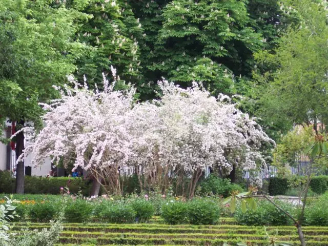 Kolkwitzia apik banget (nyenengake, apik banget, Kolkwitzia amabilis): tanduran lan perawatan ing lapangan, ing wilayah Moskow, reproduksi, pruning 14123_10