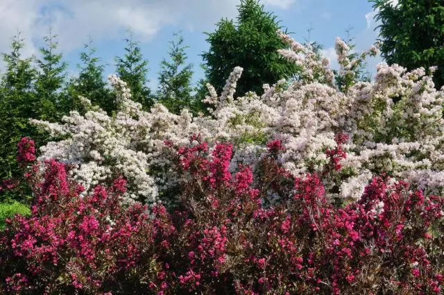 Kolkwitzia apik banget (nyenengake, apik banget, Kolkwitzia amabilis): tanduran lan perawatan ing lapangan, ing wilayah Moskow, reproduksi, pruning 14123_11