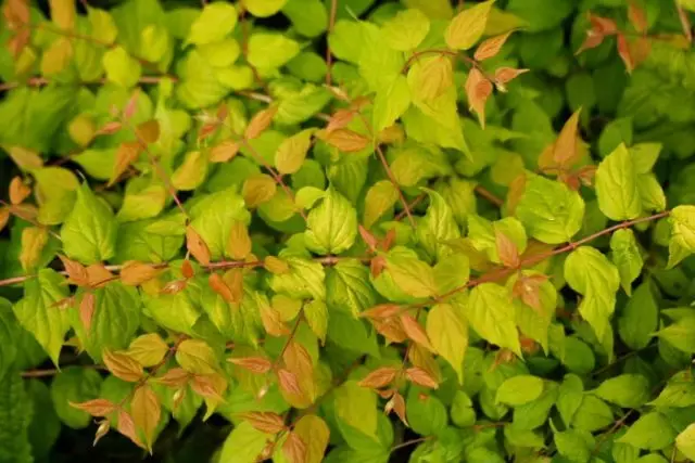 Kolkwitzia adorable (agradable, maravilloso, Kolkwitzia amabilis): plantación y cuidado en campo abierto, en la región de Moscú, reproducción, poda 14123_17