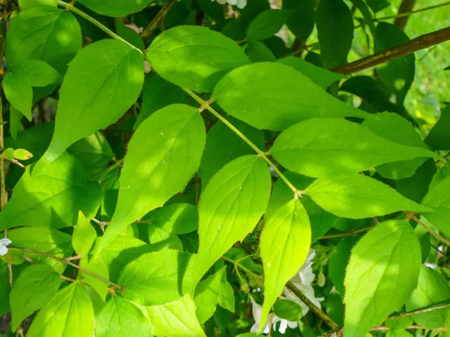 Kolkwitzia adorable (agradable, maravilloso, Kolkwitzia amabilis): plantación y cuidado en campo abierto, en la región de Moscú, reproducción, poda 14123_18