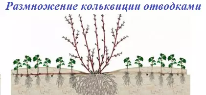 Kolkwitzia apik banget (nyenengake, apik banget, Kolkwitzia amabilis): tanduran lan perawatan ing lapangan, ing wilayah Moskow, reproduksi, pruning 14123_19