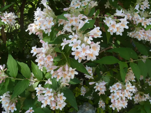 Kolkwitzia adorable (agradable, maravilloso, Kolkwitzia amabilis): plantación y cuidado en campo abierto, en la región de Moscú, reproducción, poda 14123_2