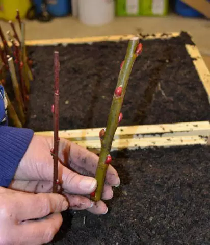 Kolkwitzia adorable (agradable, maravilloso, Kolkwitzia amabilis): plantación y cuidado en campo abierto, en la región de Moscú, reproducción, poda 14123_20