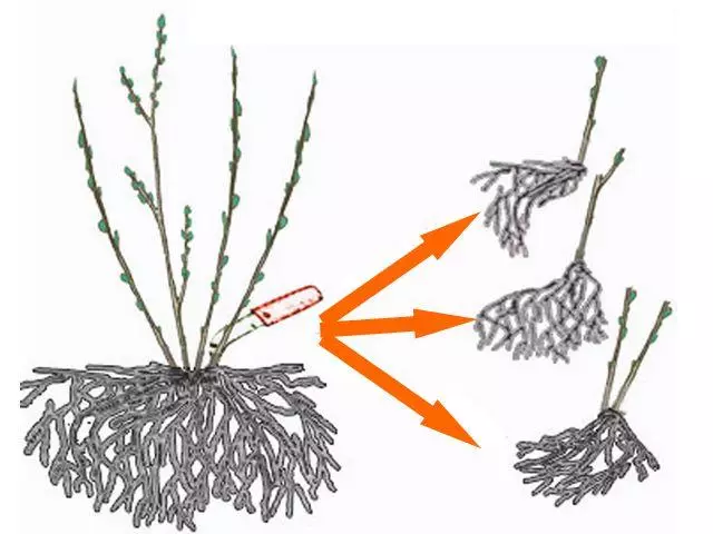 Kolkwitzia apik banget (nyenengake, apik banget, Kolkwitzia amabilis): tanduran lan perawatan ing lapangan, ing wilayah Moskow, reproduksi, pruning 14123_21