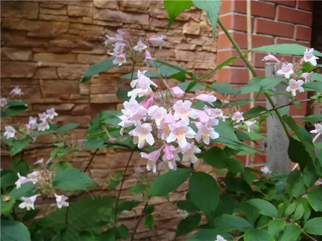 Kolkwitzia adorable (agradable, maravilloso, Kolkwitzia amabilis): plantación y cuidado en campo abierto, en la región de Moscú, reproducción, poda 14123_23