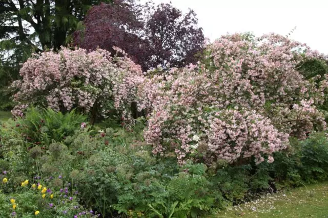 Kolkwitzia apik banget (nyenengake, apik banget, Kolkwitzia amabilis): tanduran lan perawatan ing lapangan, ing wilayah Moskow, reproduksi, pruning 14123_26