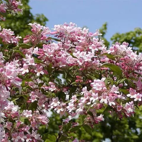 Kolkwitzia apik banget (nyenengake, apik banget, Kolkwitzia amabilis): tanduran lan perawatan ing lapangan, ing wilayah Moskow, reproduksi, pruning 14123_27