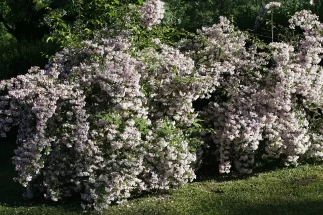 Kolkwitzia apik banget (nyenengake, apik banget, Kolkwitzia amabilis): tanduran lan perawatan ing lapangan, ing wilayah Moskow, reproduksi, pruning 14123_28