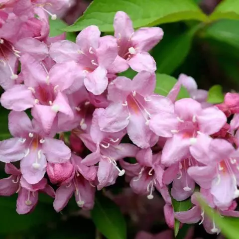 Kolkwitzia adorable (agradable, maravilloso, Kolkwitzia amabilis): plantación y cuidado en campo abierto, en la región de Moscú, reproducción, poda 14123_29