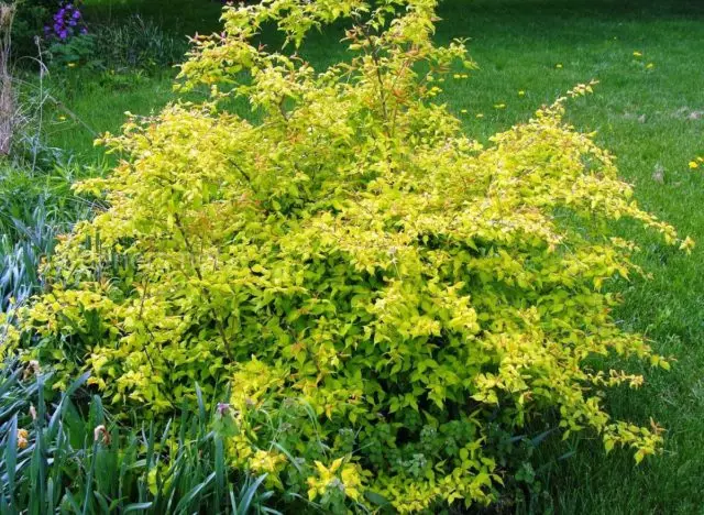 Kolkwitzia adorable (agradable, maravilloso, Kolkwitzia amabilis): plantación y cuidado en campo abierto, en la región de Moscú, reproducción, poda 14123_30