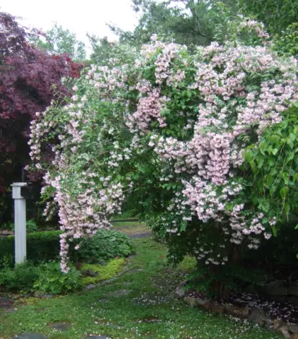 Kolkwitzia apik banget (nyenengake, apik banget, Kolkwitzia amabilis): tanduran lan perawatan ing lapangan, ing wilayah Moskow, reproduksi, pruning 14123_38