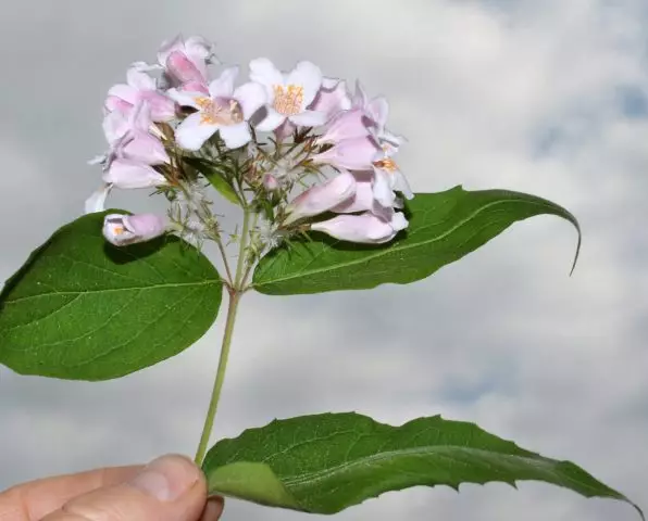 קאָלקוויטזיאַ טייַער (אָנגענעם, ווונדערלעך, קאָלקוויטזיאַ אַמאַביליס): פּלאַנטינג און זאָרגן אין די עפענען פעלד, אין די מאָסקווע געגנט, רעפּראָדוקציע, פּרונינג 14123_5