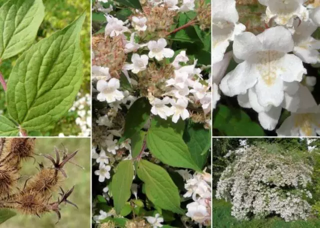 Kolkwitzia apik banget (nyenengake, apik banget, Kolkwitzia amabilis): tanduran lan perawatan ing lapangan, ing wilayah Moskow, reproduksi, pruning 14123_6